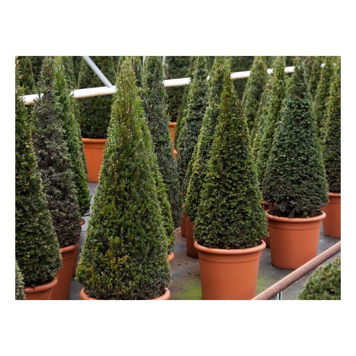 WINTER SALE - English Yew - Topiary Pyramid - Taxus baccata 'Rising ...