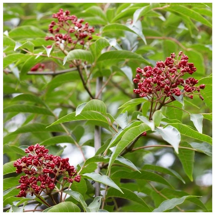 Tetradium daniellii - Bee Bee Tree - Korean Evodia