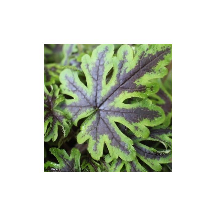 Tiarella 'Sugar & Spice'