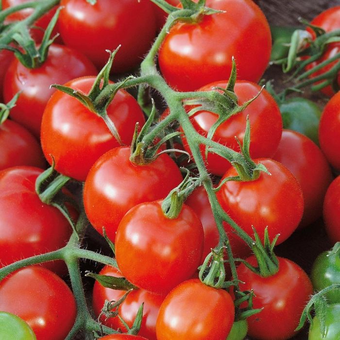 Tomato Red Alert - Grow Your Own!