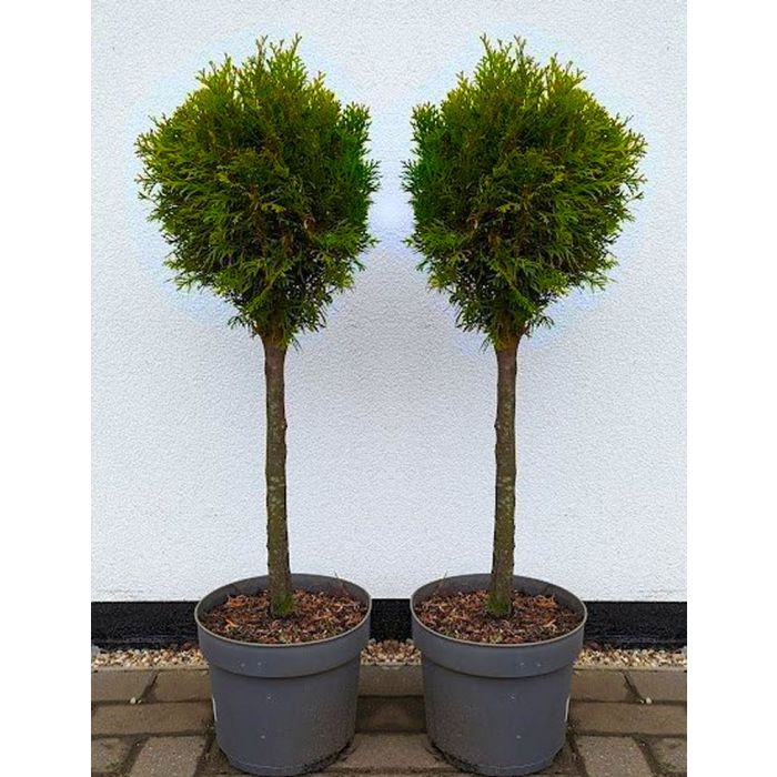 SPECIAL DEAL - Pair of Premium Quality Evergreen Topiary Trees