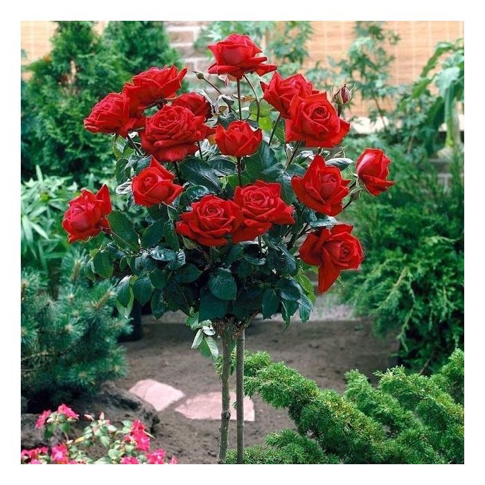 Large Deep Red Standard Rose Tree 'Chrysler Imperial' - circa 150cms tall
