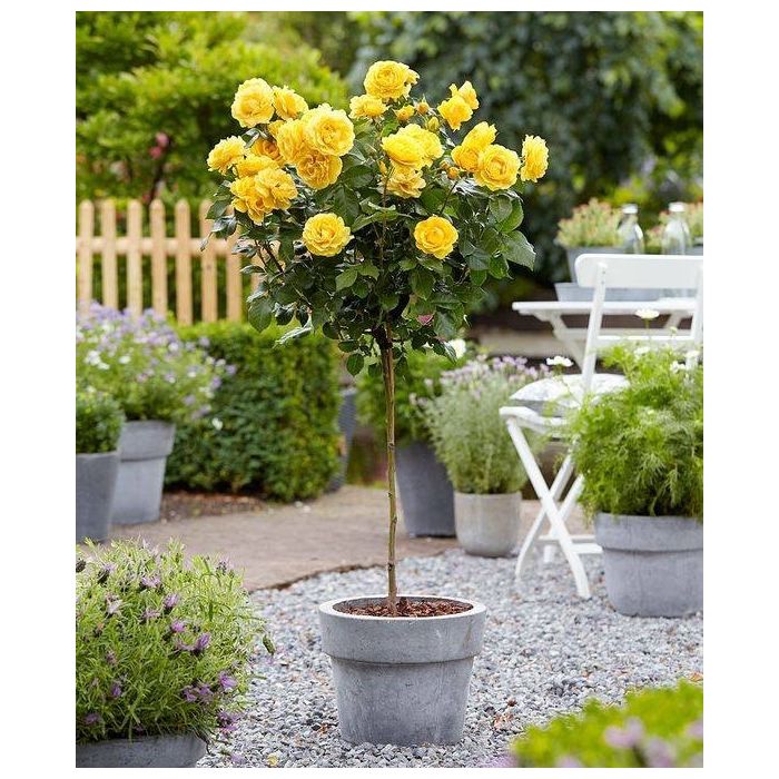Large Golden Yellow Standard Rose Tree 'Landora' - circa 150cms tall