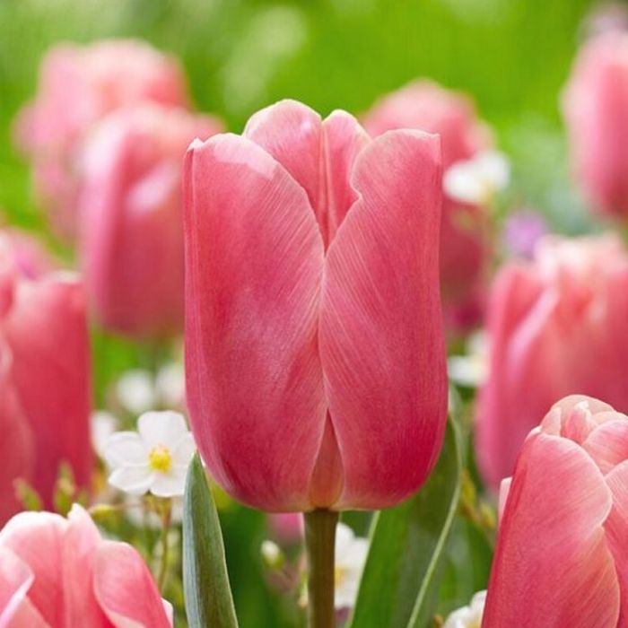 Tulip Pink Jimmy