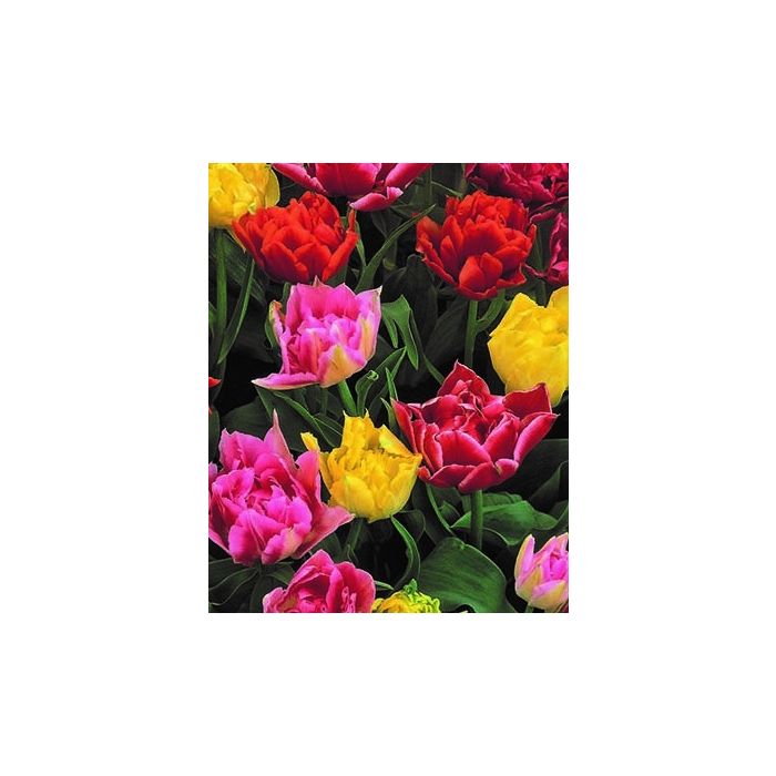 Tulip Double Mix - Pack of 10