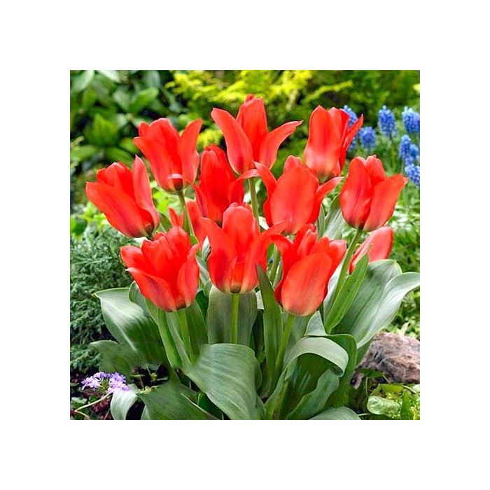 Tulip Oriental Beauty - Pack of 75