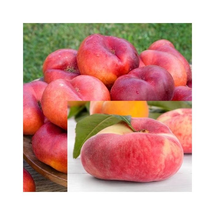SPECIAL DEAL - UFO Peach and Nectarine Duo - TWO Fruit Trees