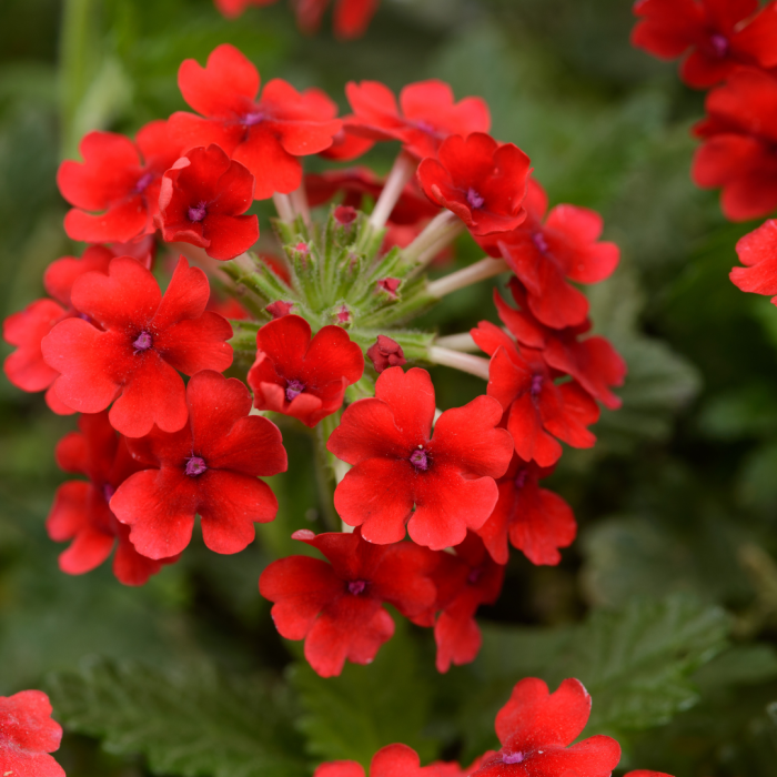 Verbena Compact Red