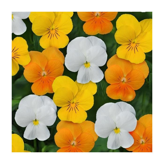 Viola Citrus Mixed - Pack of Six Plants