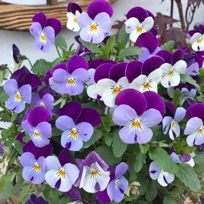 Viola in Bud & Bloom - White-Purple Wing - Pack of SIX Plants