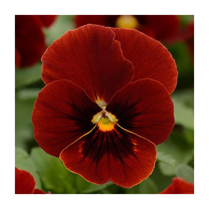 Viola Red Blotch - Pack of Six Plants