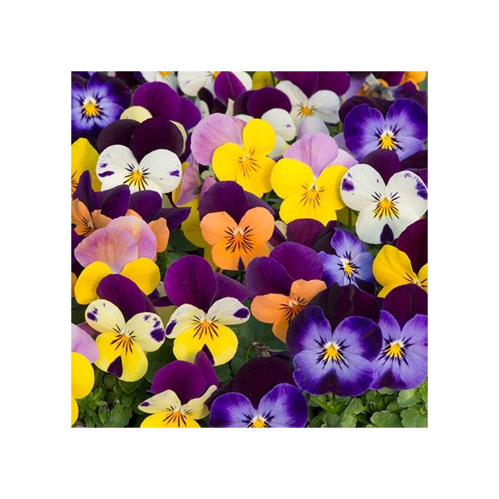 Viola Mix - The Small Flowered Pansy - Plants in Bud & Bloom - Pack of SIX