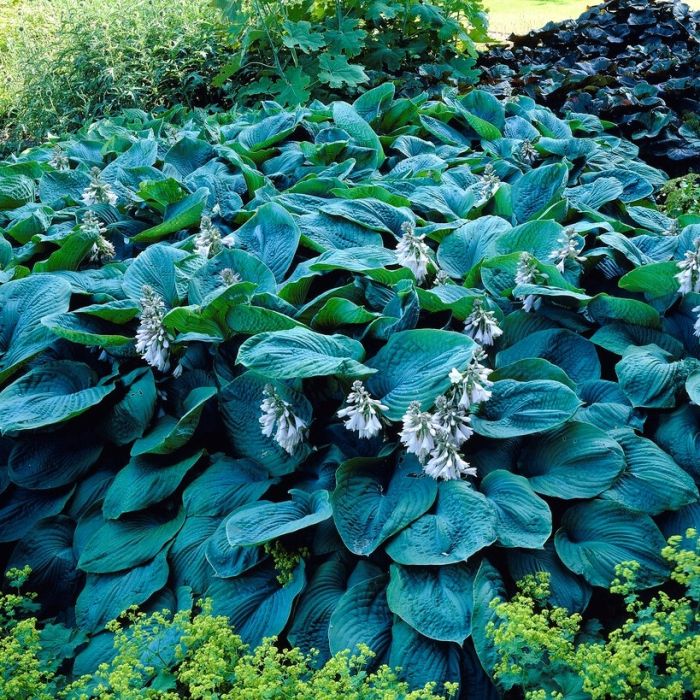 Hosta 'Bressingham Blue' Pack of 3 Bare Root