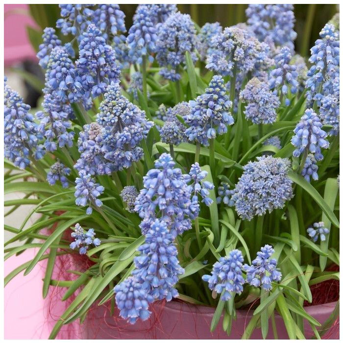 Muscari Blue Spike - Pack of 20