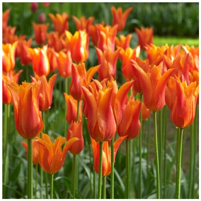 Tulip Marjolein - Pack of 10