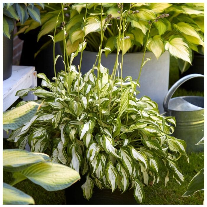 Hosta 'Kiwi Spearmint' - Pack of 3 Bare Root