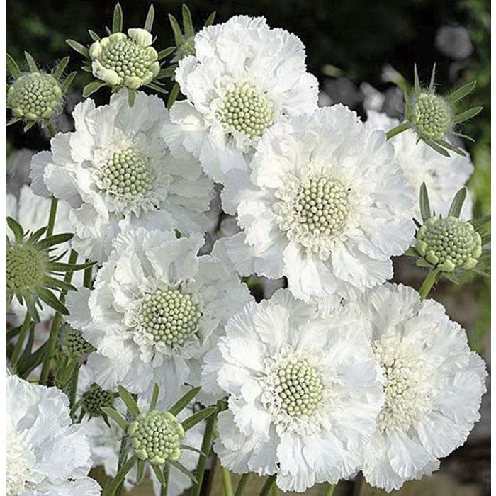 Scabiosa caucasica perfecta Alba - White Scabious