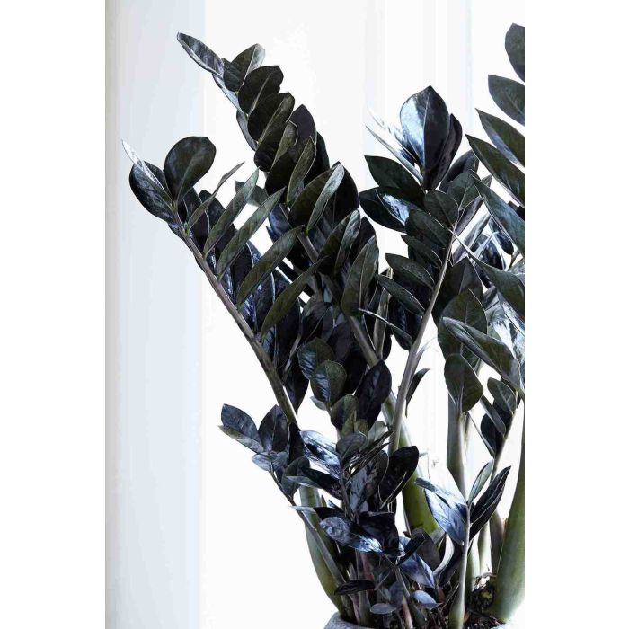 WINTER SALE - Zamioculcas Raven - Black Fern Arum