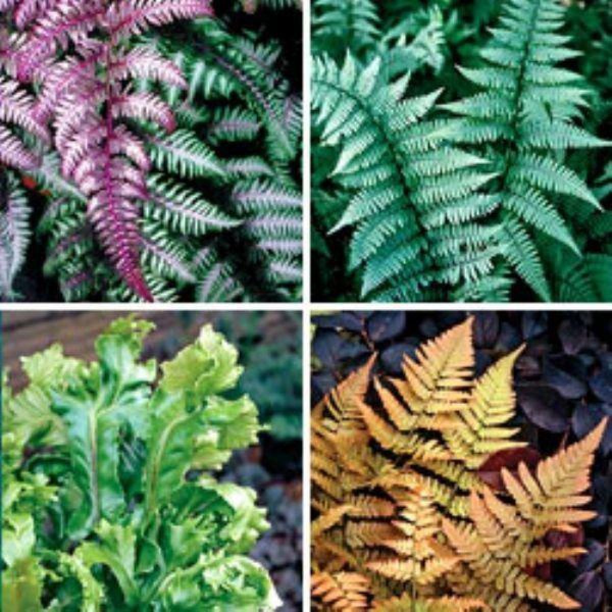 Ferns Plant Group Polystichum Setiferum Congestum Group (Hardy Fern)