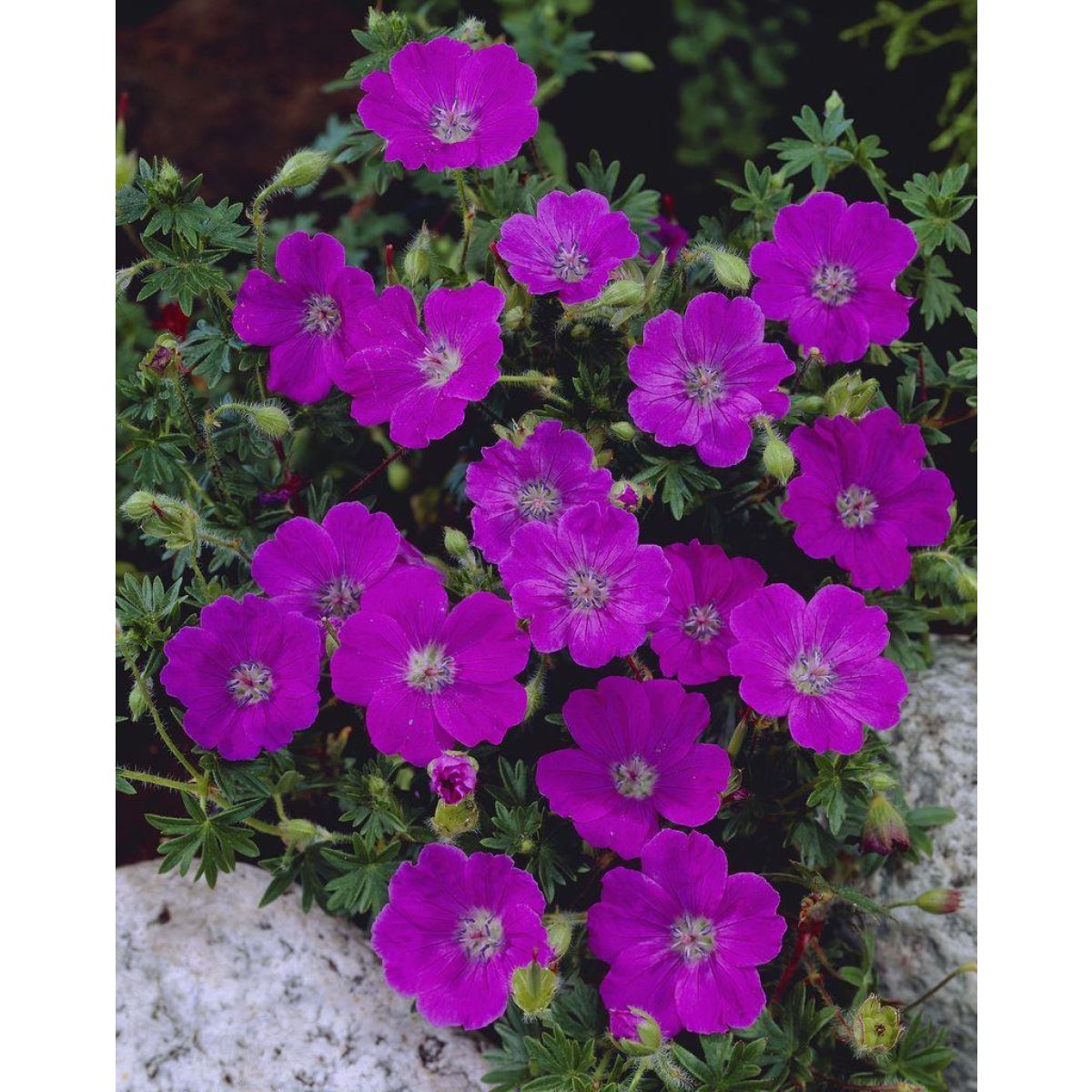 Geranium sanguineum Vision Violet