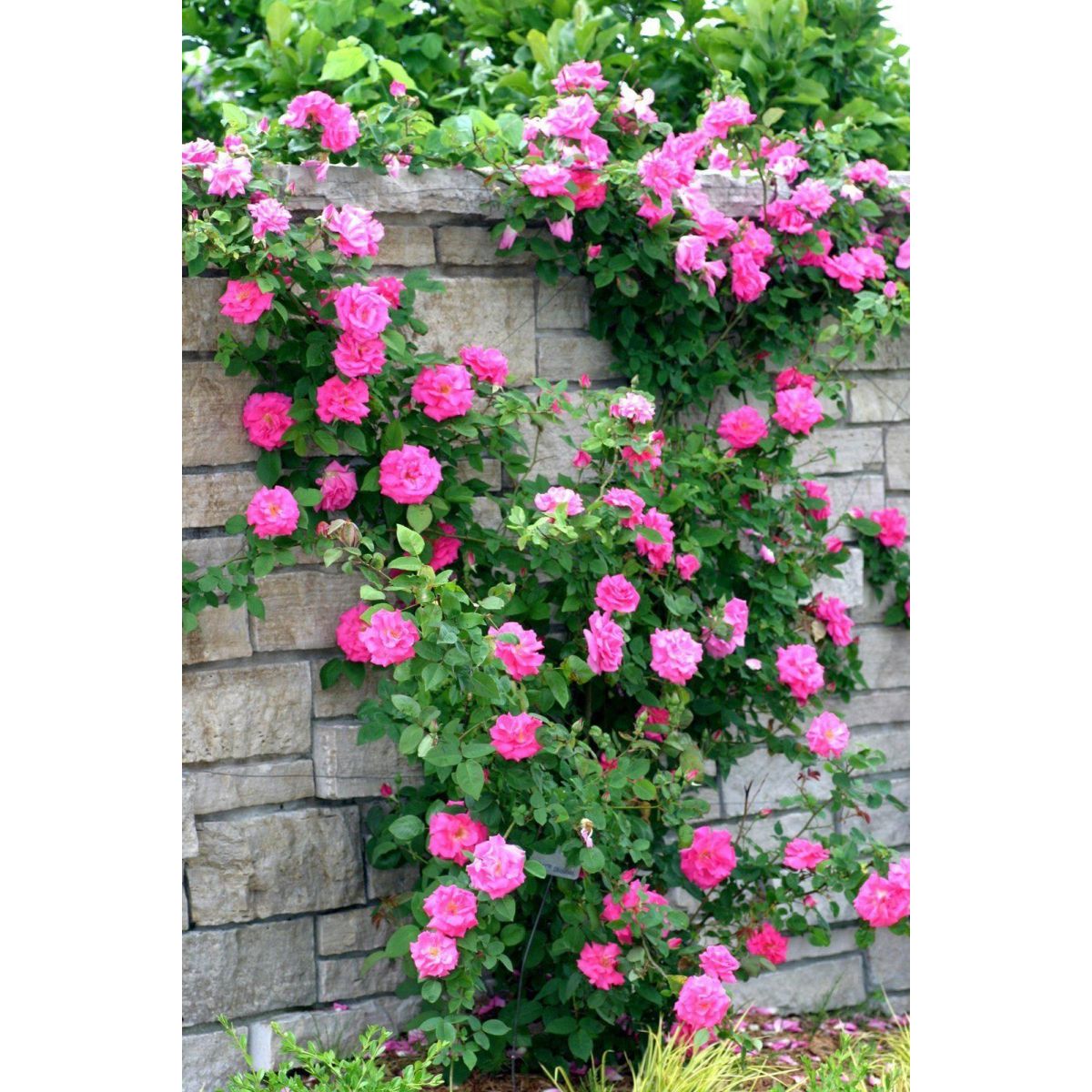 Zephirine Drouhin Climbing Rose In 2020 Climbing Roses
