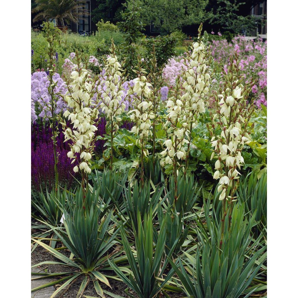Yucca Filamentosa Yucca Filamentosa 'Color Guard' (Adam's Needle)