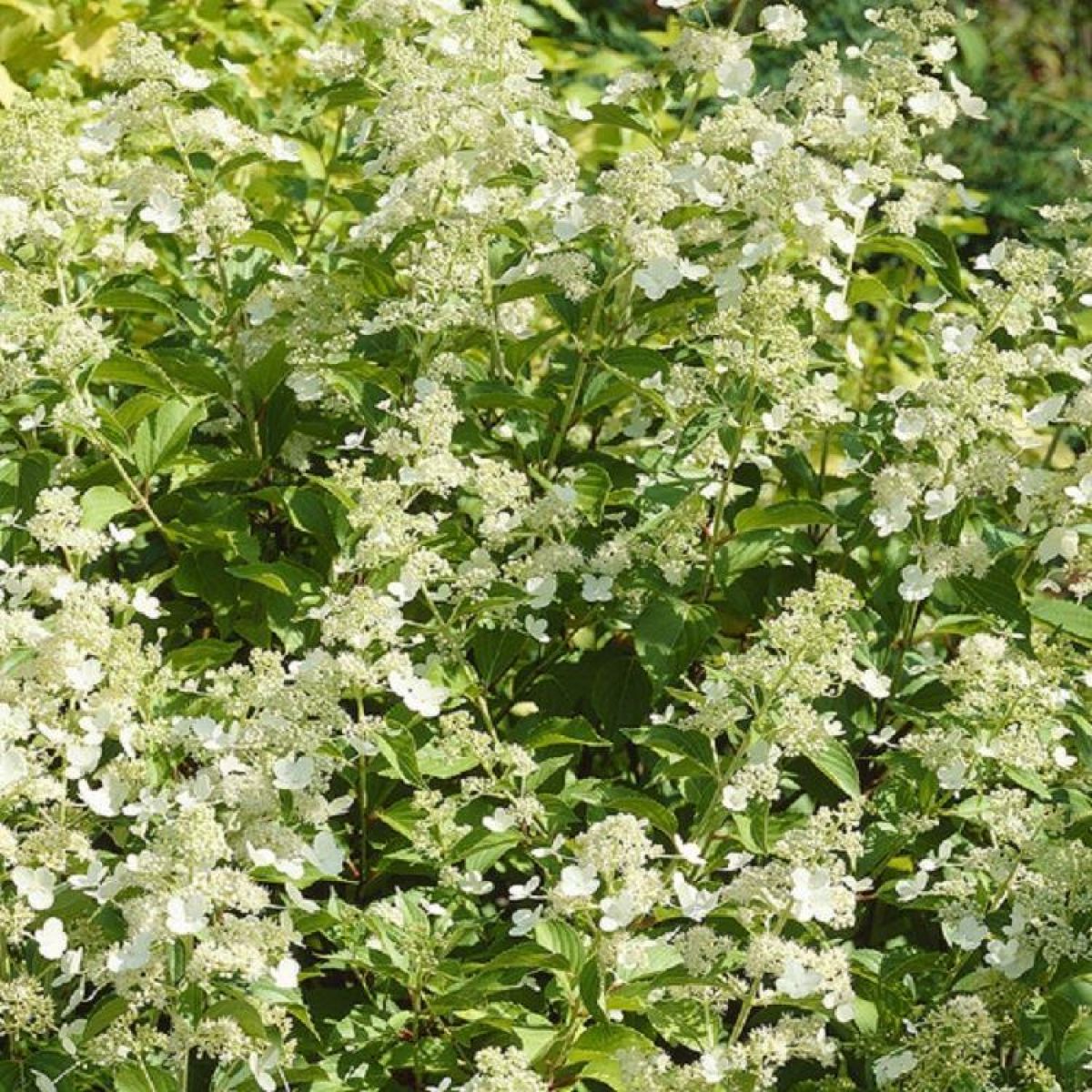 Hydrangea paniculata Kyushu - Panicle Hydrangea