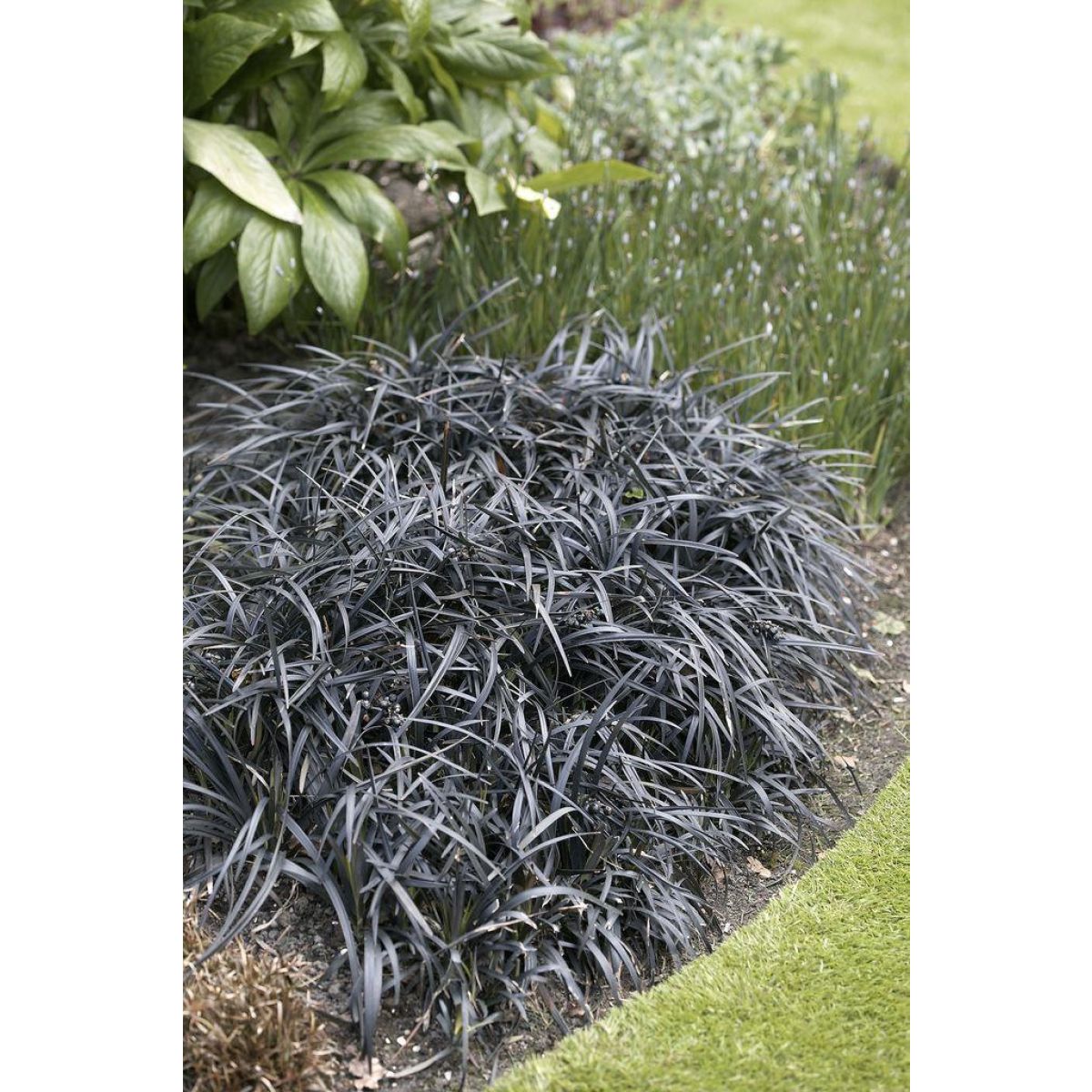 Dwarf Black Mondo Grass Ophiopogon Planiscapus Ophiopogon Planiscapus