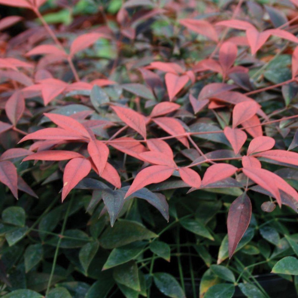 Nandina Compacta Non Native Invasive Plants: Nandina Domestica