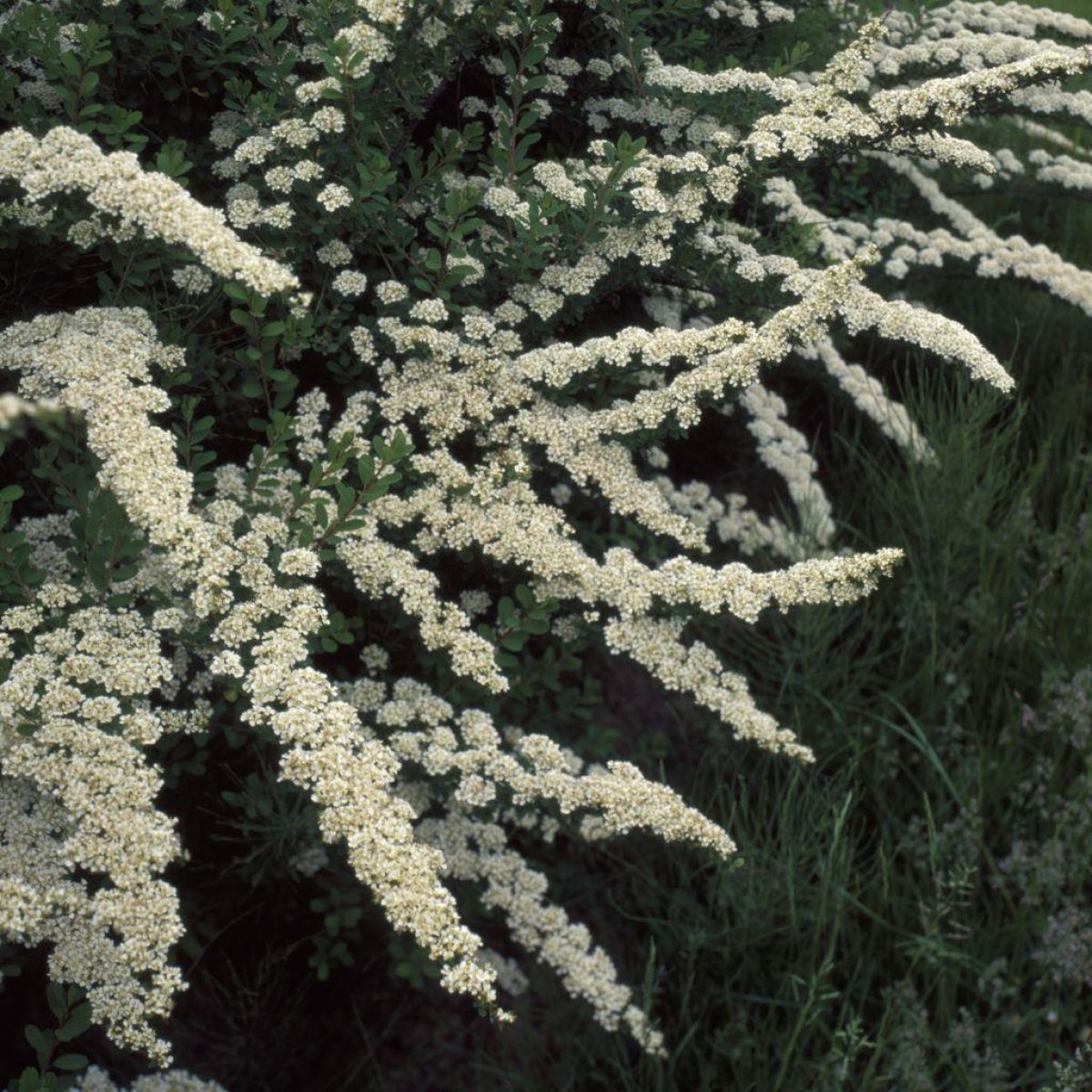 Spirea nipponica Snowmound Snow mound Spiraea