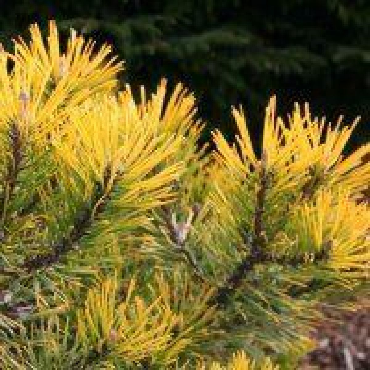 Pinus mugo Winter Gold - Dwarf Golden Mountain Pine - LARGE SPECIMEN