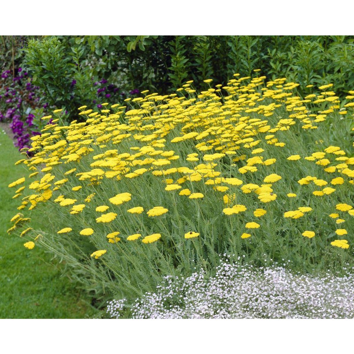 Yellow yarrow store
