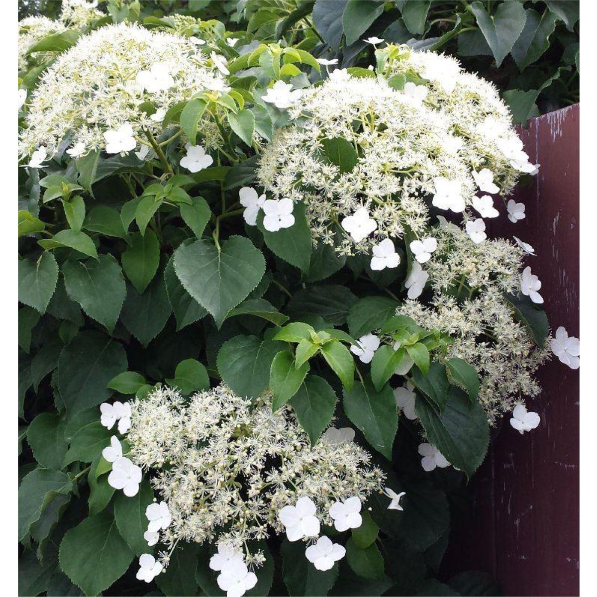 Hydrangea anomala store
