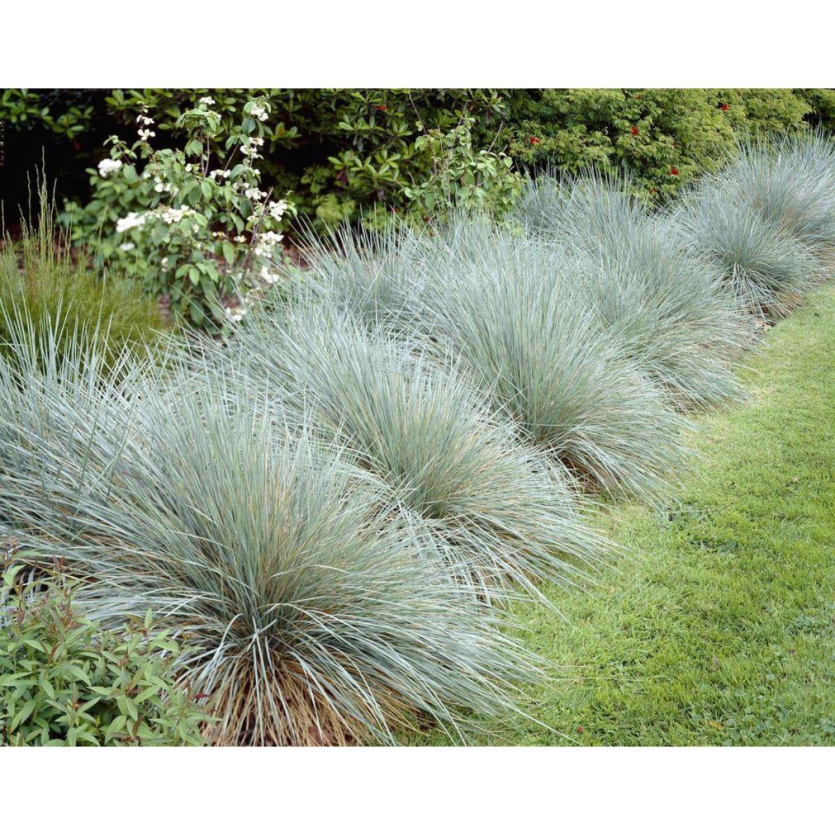 Sapphire Blue Oat Grass Helictotrichon Sempervirens | Blue Oat Grass