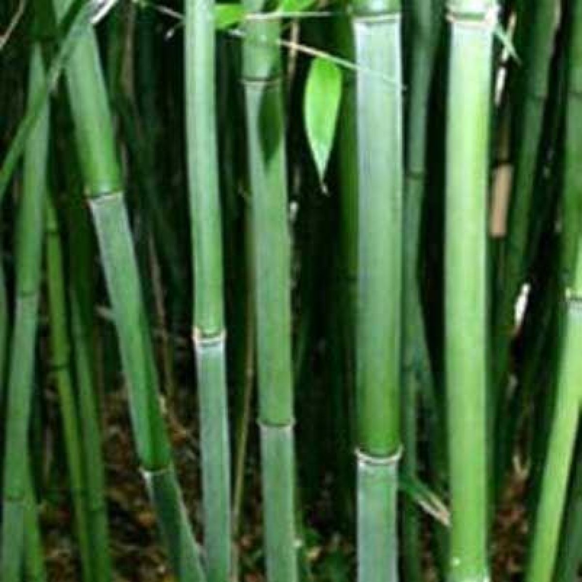 Phyllostachys Bissetii - Green Bamboo