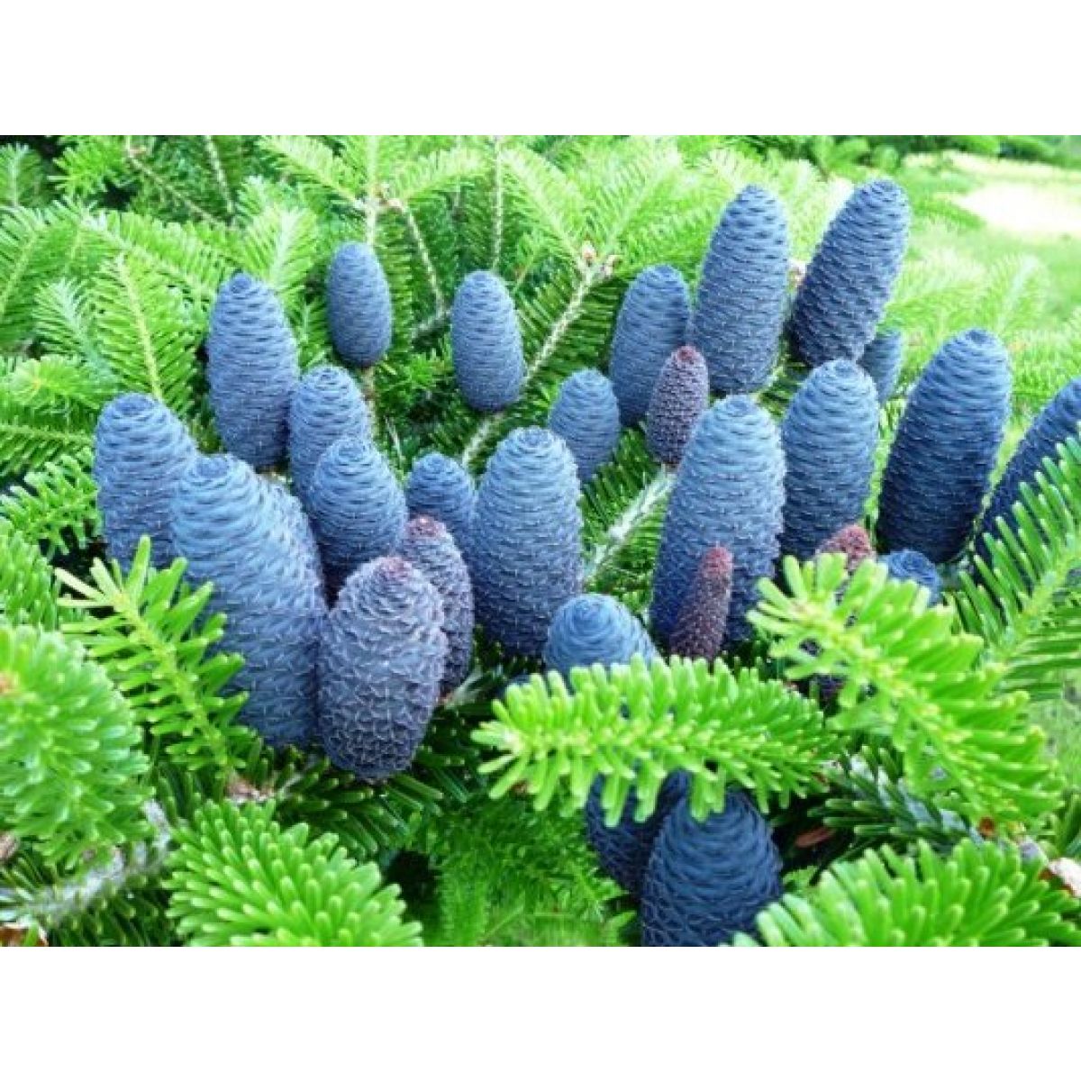 Korean Fir Christmas Tree