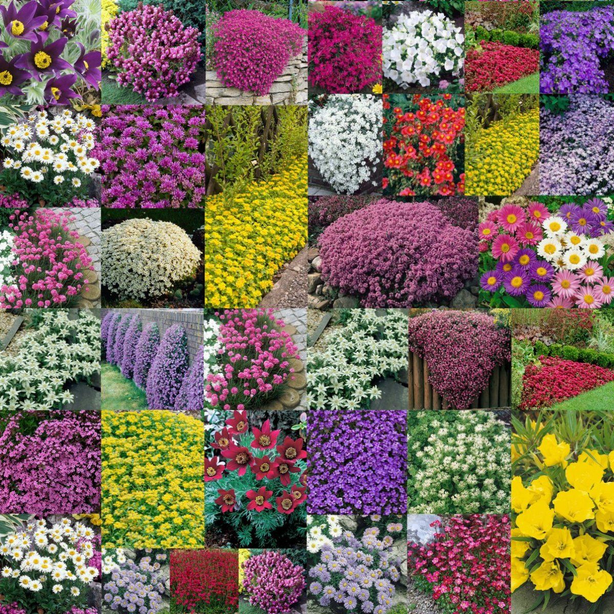 Alpine Plant Collection - Pack of EIGHT Alpine Rockery Plants