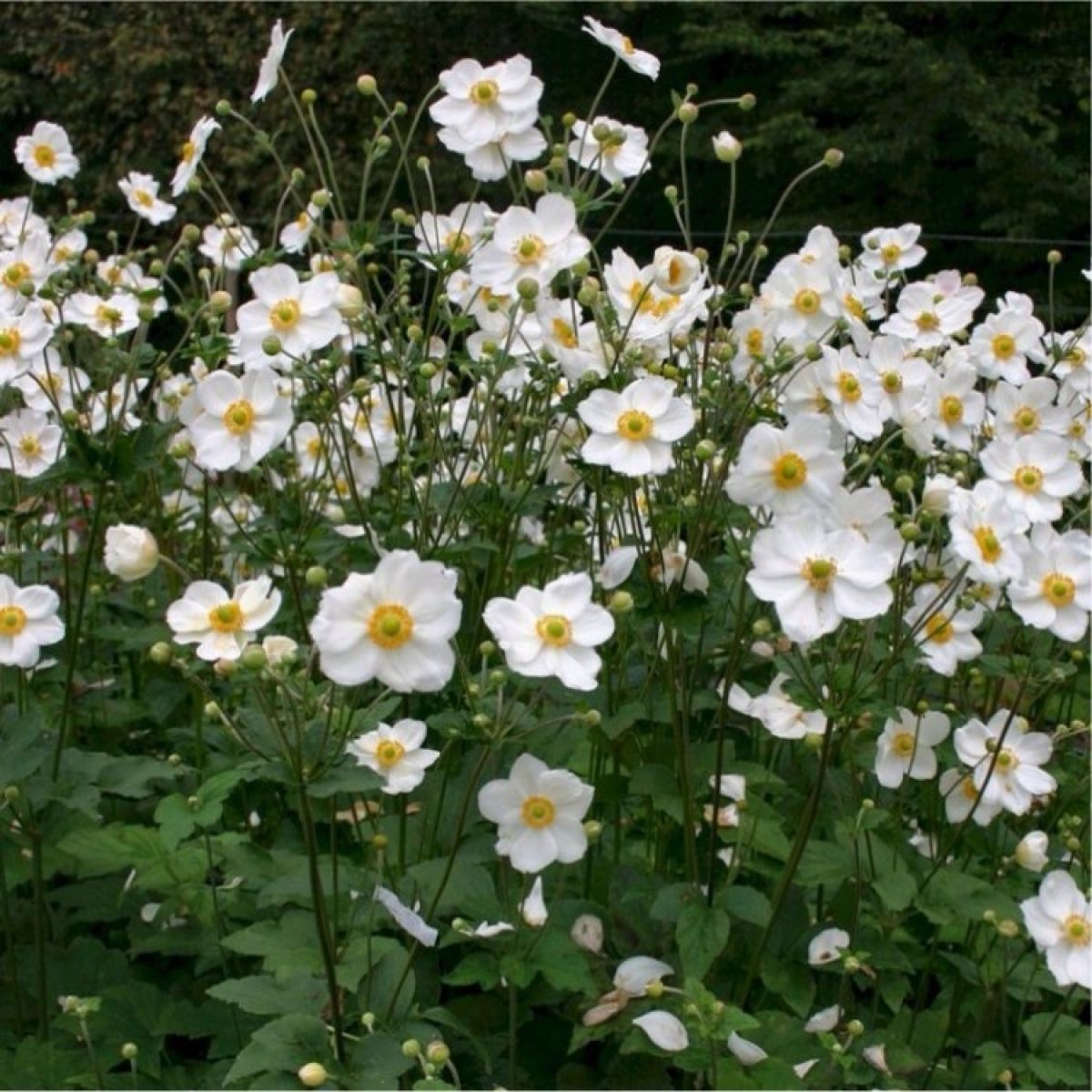 Anemone Honorine Jobert Japanese Anemone