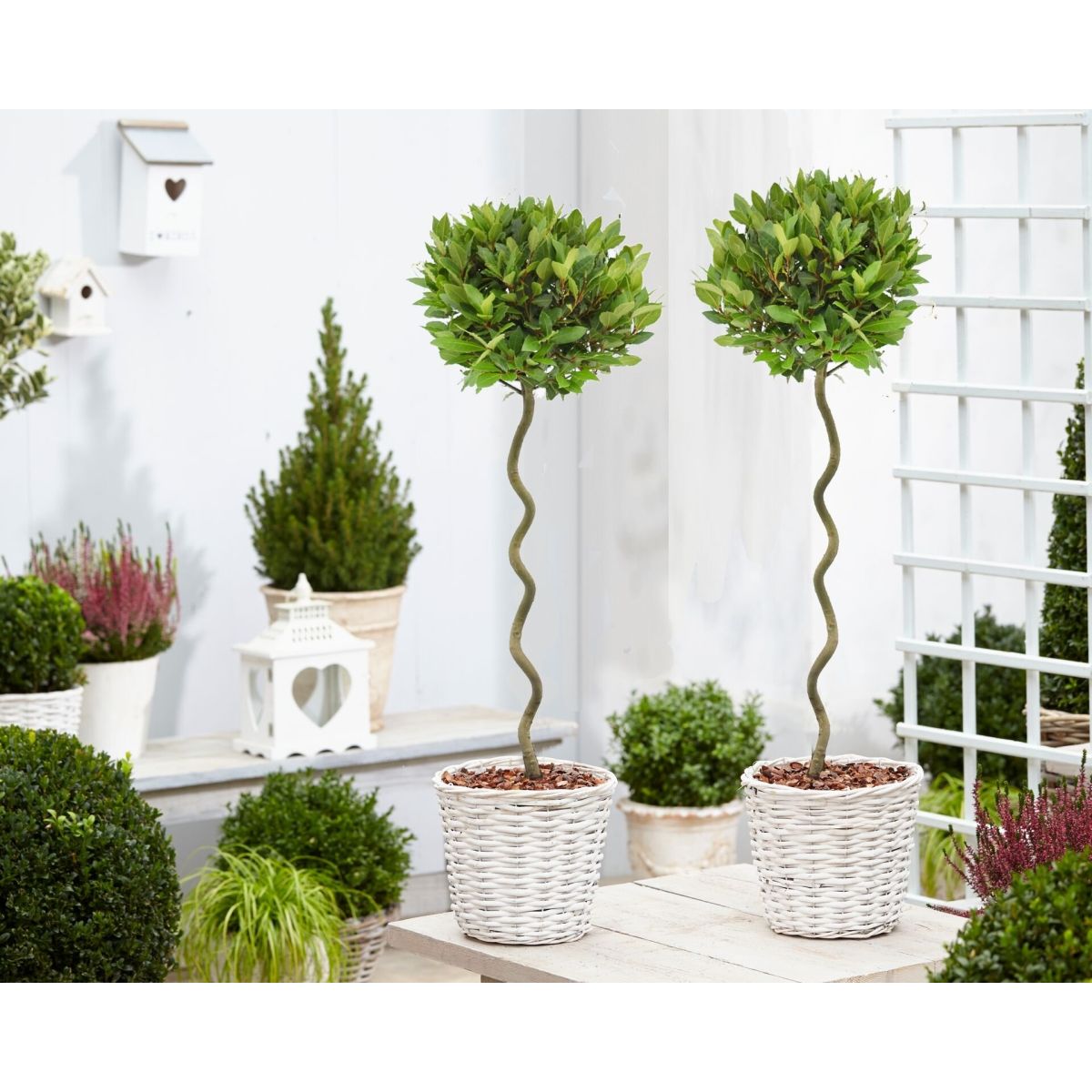 Michaels Lollipop Trees Spring Trees & Floor Plants For Indoor