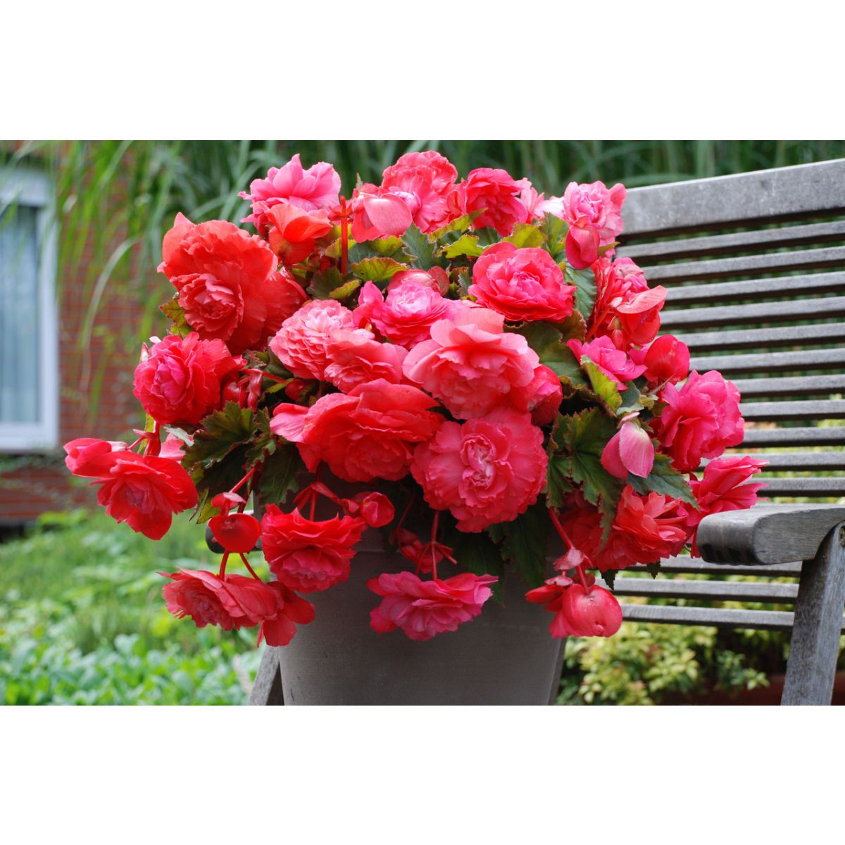 Begonia odorata Pink Delight - Fragrant Pink Begonia