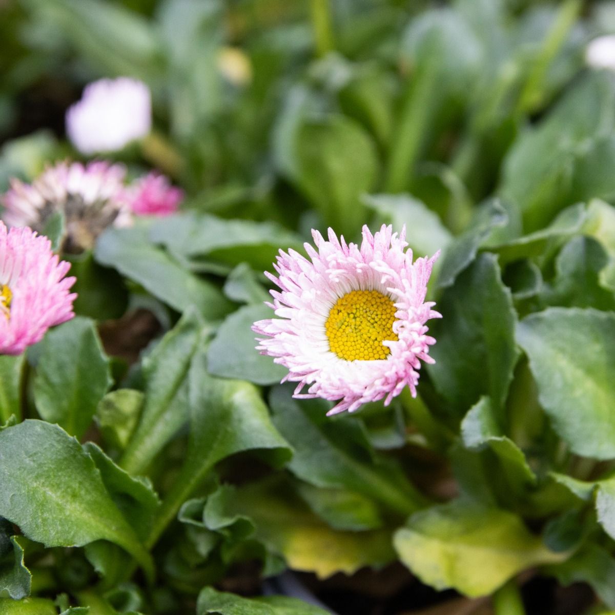 Bellis Large Flowered Bam Bam Rose