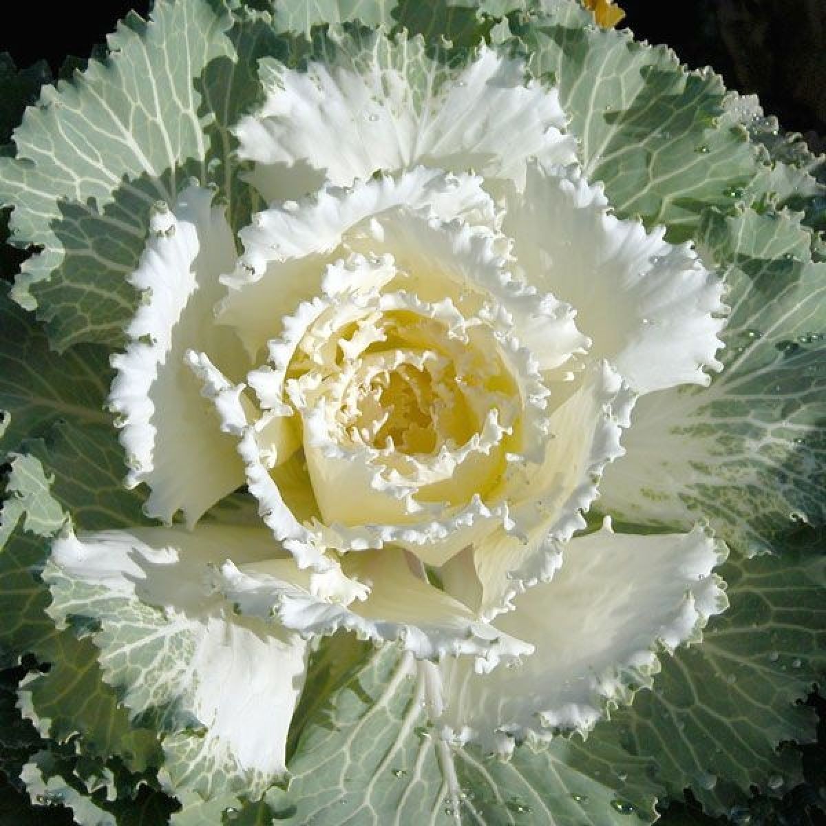 White Cabbage Plant Problem Solving: Cabbage White Caterpillars | BBC