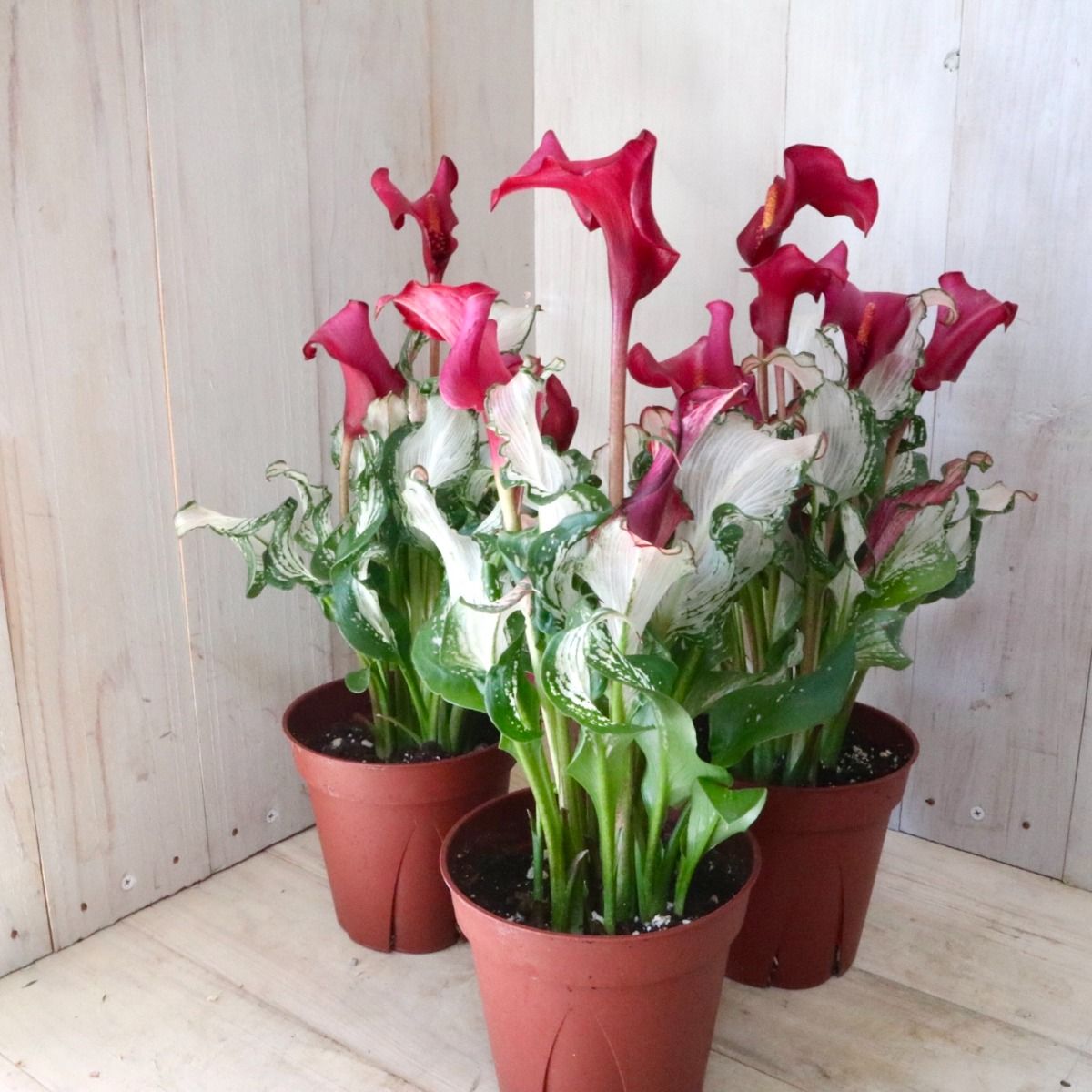 Schizzi Di Calla Lily All About Calls