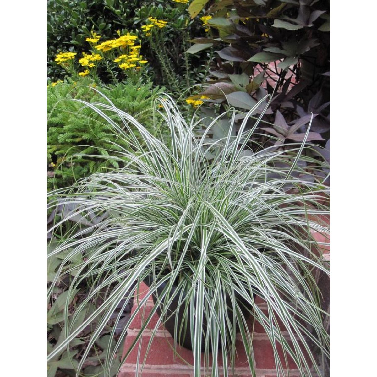 Carex Everest Carex Oshimensis 'Everest' (Japanese Sedge)