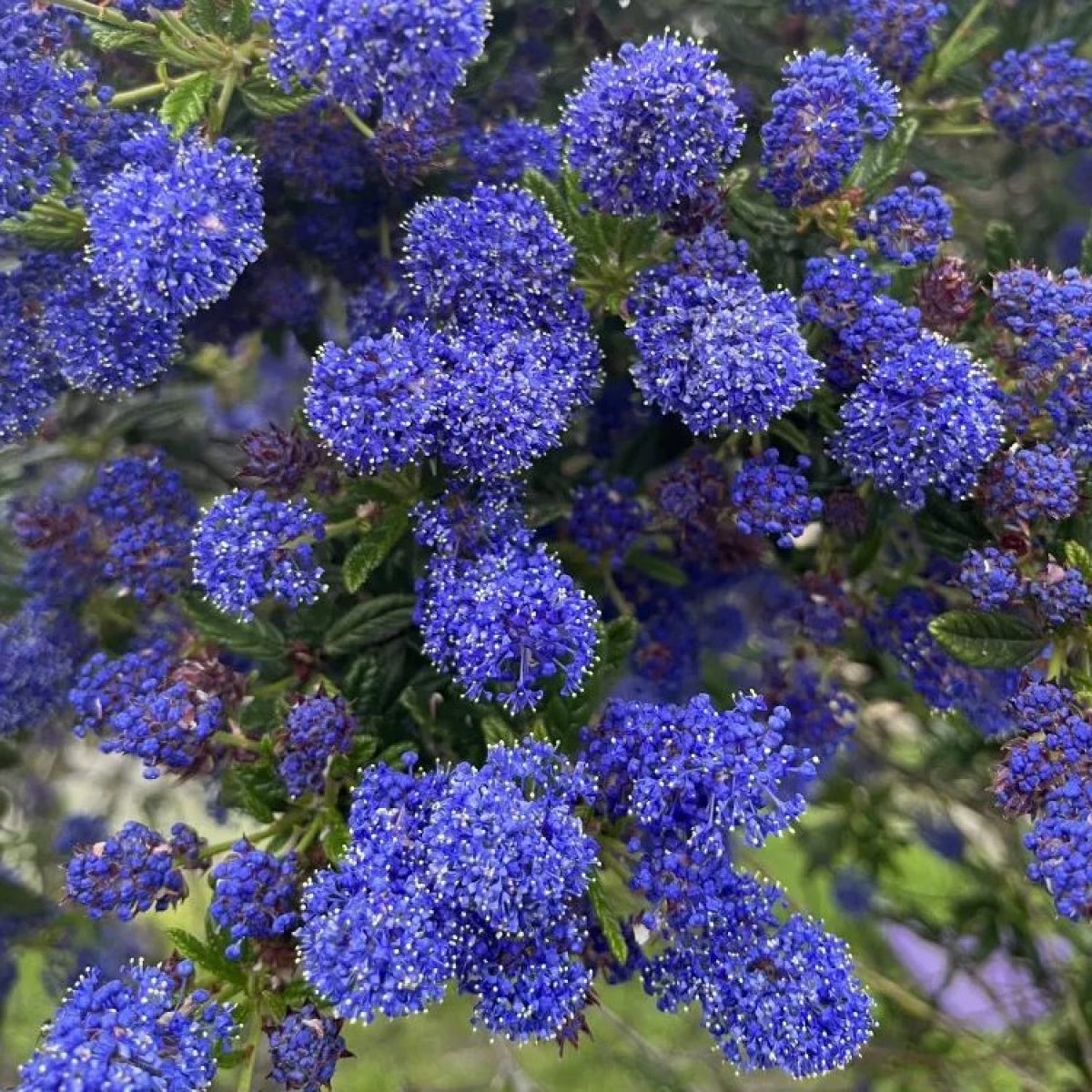 Ceanothus arboreus Trewithen Blue - Californian Lilac Tree - 100-120cm