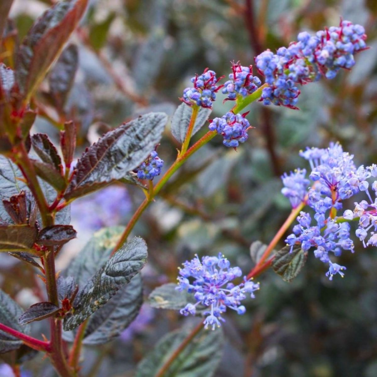 Ceanothus Blue Sapphire