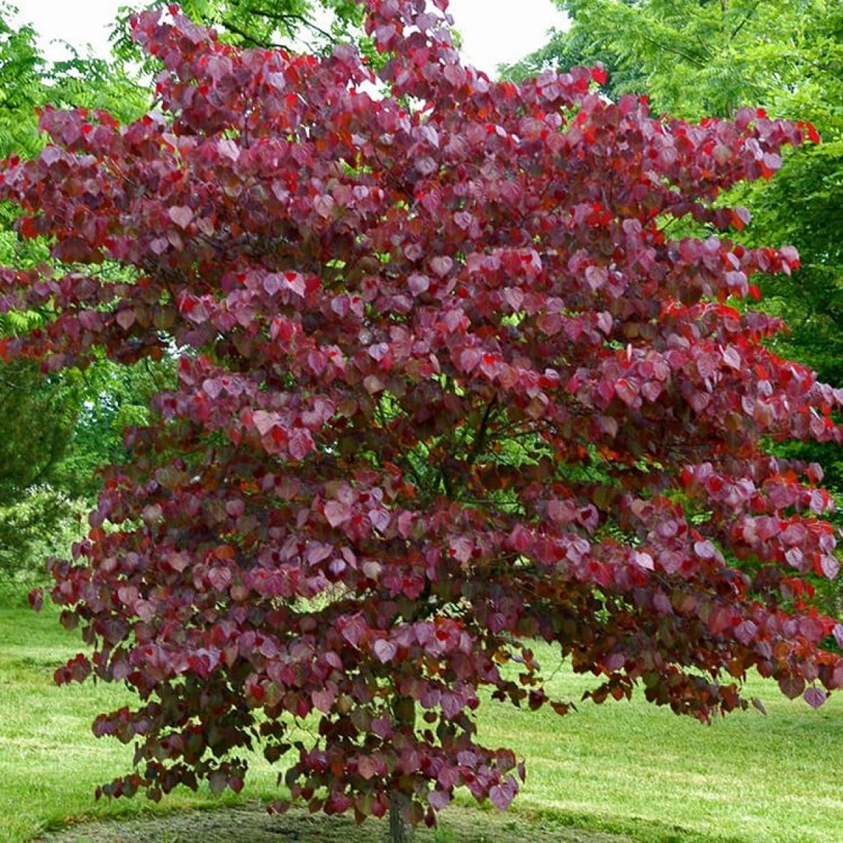 Redbud Trees With Purple Leaves Cercis Forest Pansy Redbud Sugar