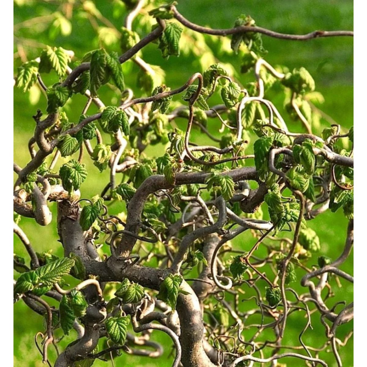 Corylus Avellana Contorta Scooter Corkscrew Twisted Hazel Corylus Avellana Contorta Scooter Corkscrew Twisted Hazel