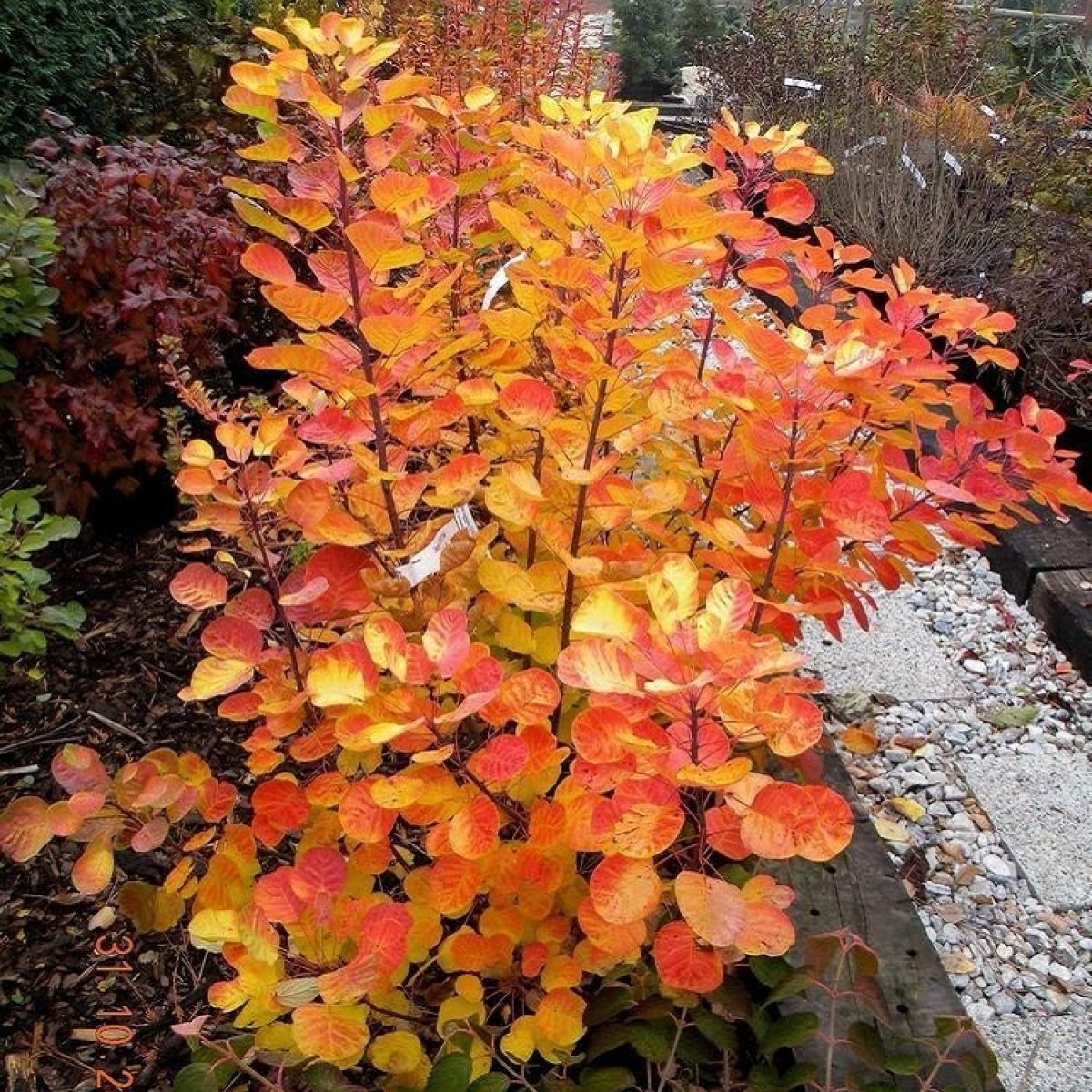 Golden Spirit Smoke Bush Tree