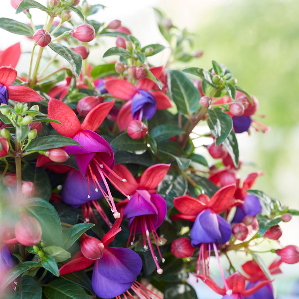 Fuchsia Bush Red & Purple 'Bella Vera'